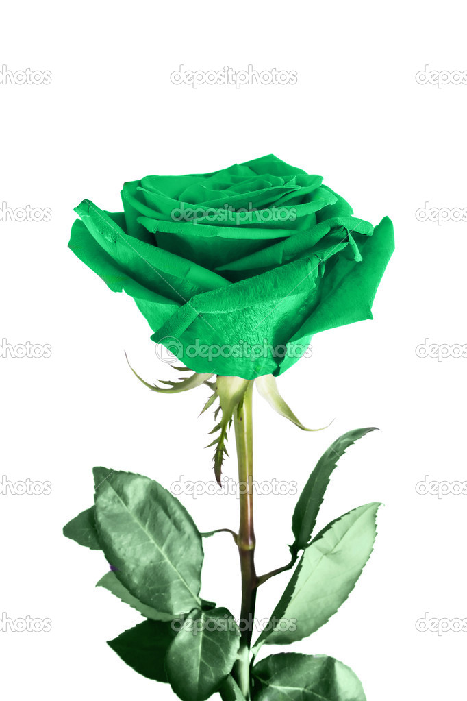 Single Greenrose Flower