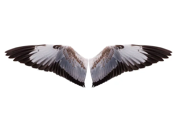 Animal wing Stock Photos, Royalty Free Animal wing Images | Depositphotos