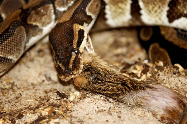 Snake - Stock Image - Everypixel