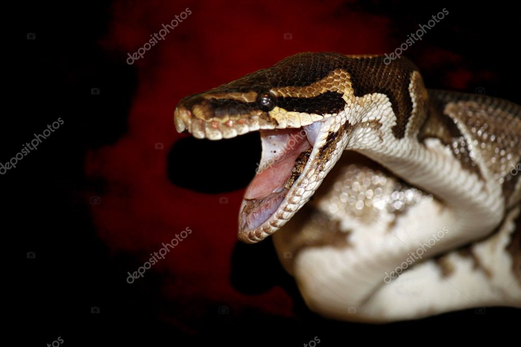 Snake Stock Photo by ©sunworld 38167571