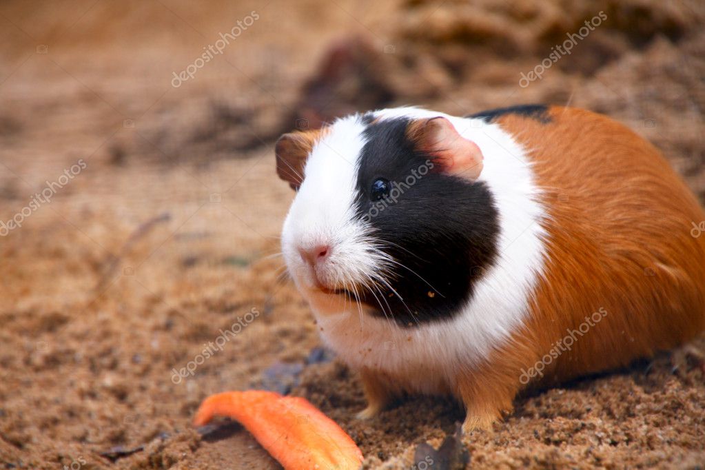 Guinea pig or hamster Stock Photo by ©sunworld 38965639