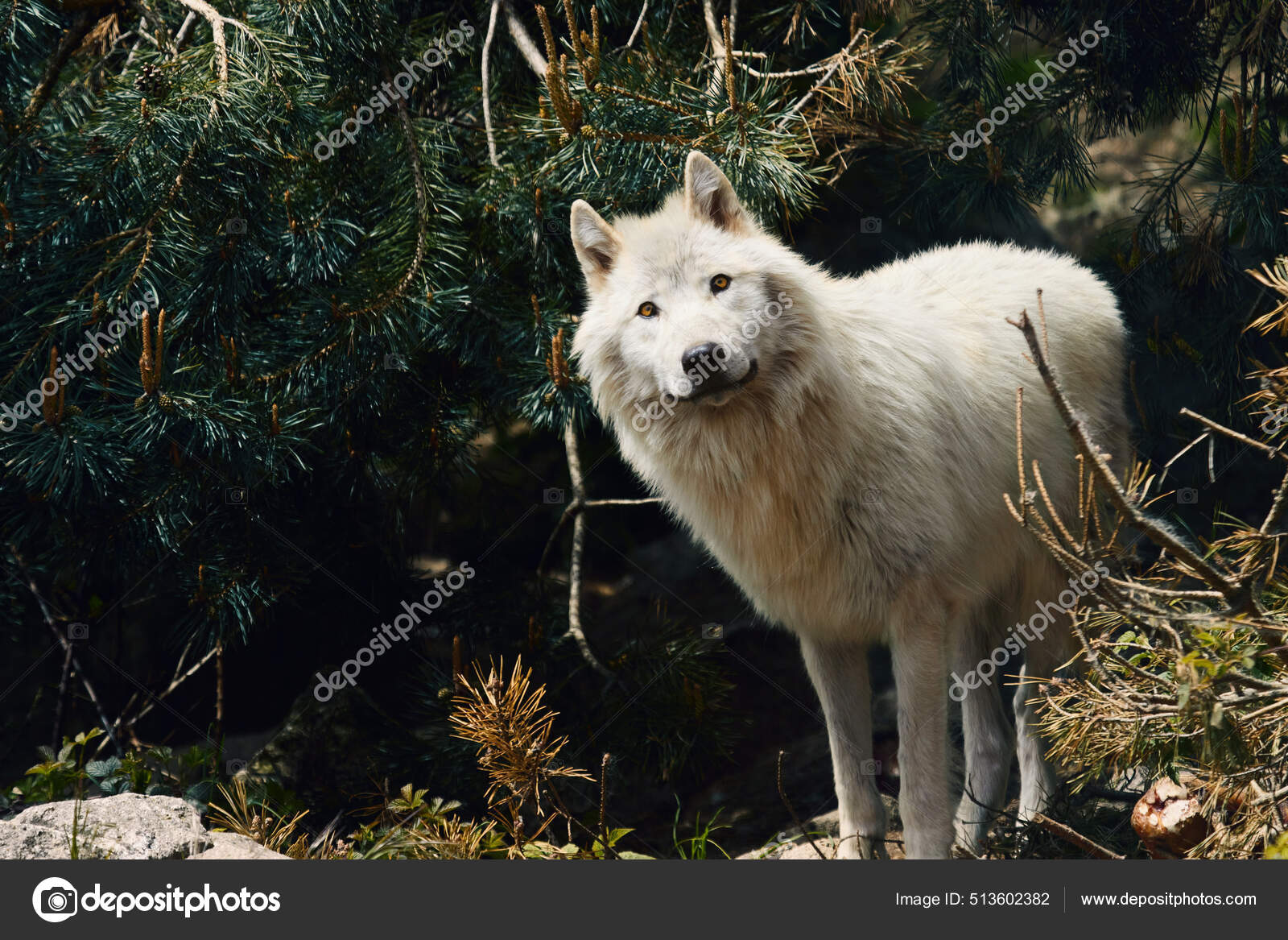 Lupo Che Ulula Vista Laterale