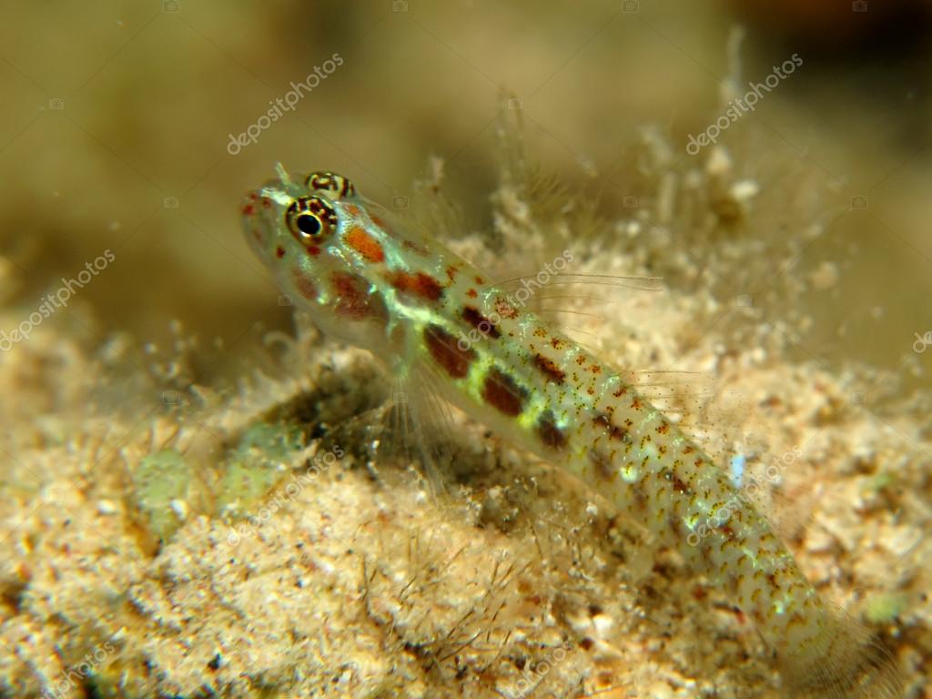 Eviota Gobies