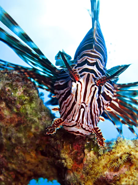 Black lion fish Stock Photos, Royalty Free Black lion fish Images ...