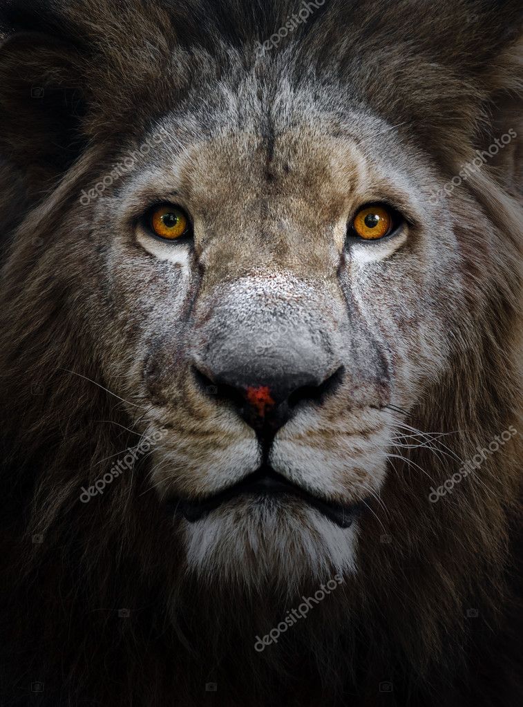Hd Lion Face