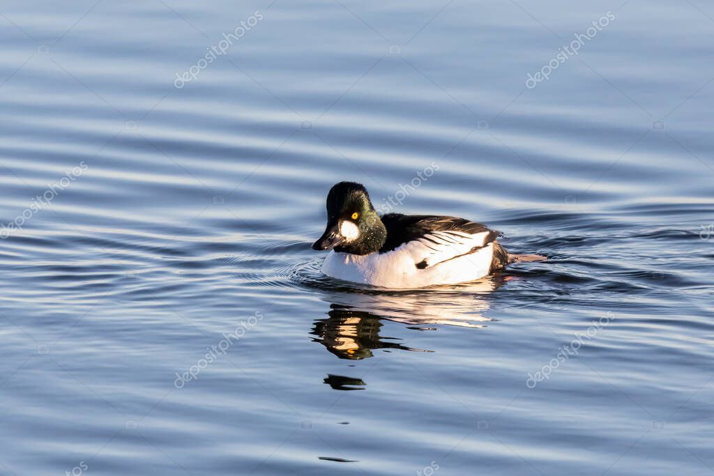 El Ojo de Oro común (Bucephala clangula). Drake - macho en el río. 2022