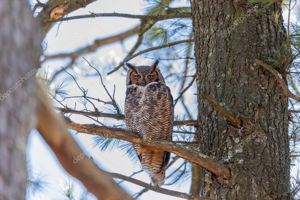 El gran búho de cuernos (Bubo virginianus) también conocido como el ...