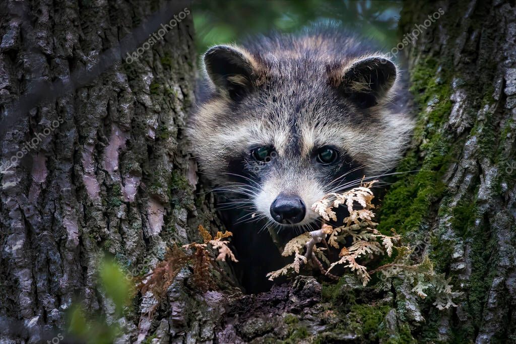 El mapache (Procyon lotor) en un árbol. El mapache es un mamífero ...