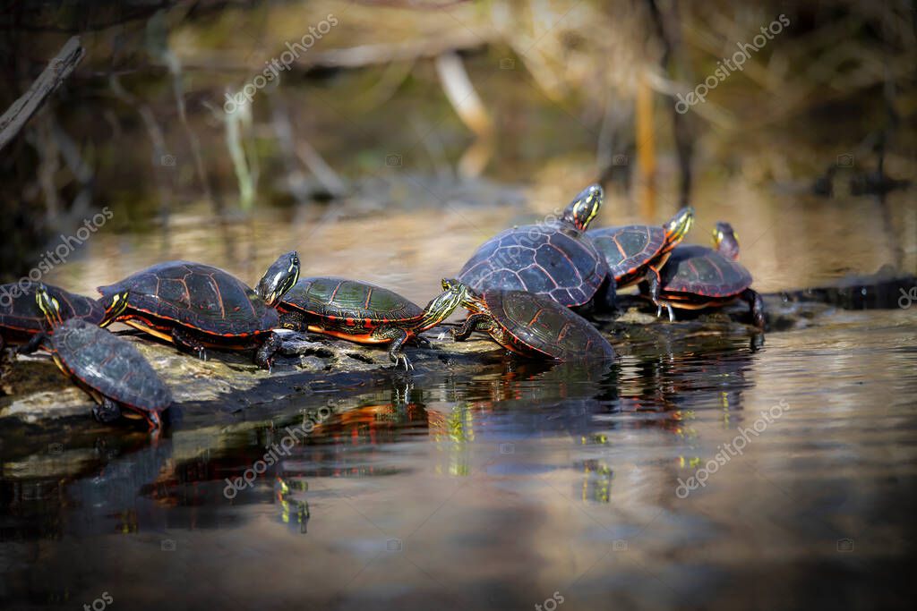 The painted turtle (Chrysemys picta).The painted turtle is the most ...