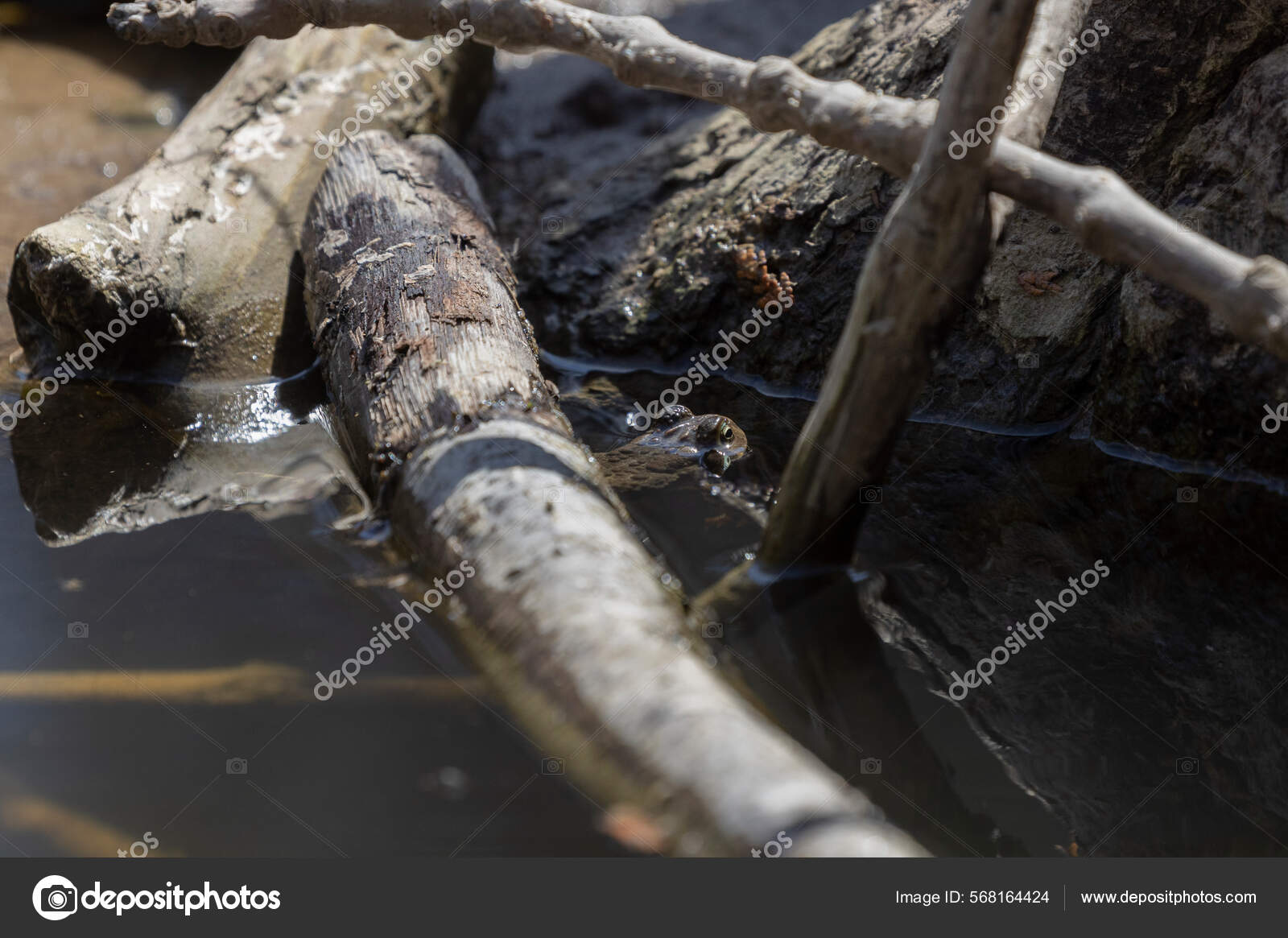 Eastern American Toad Anaxyrus Americanus Americanus Subspecies ...