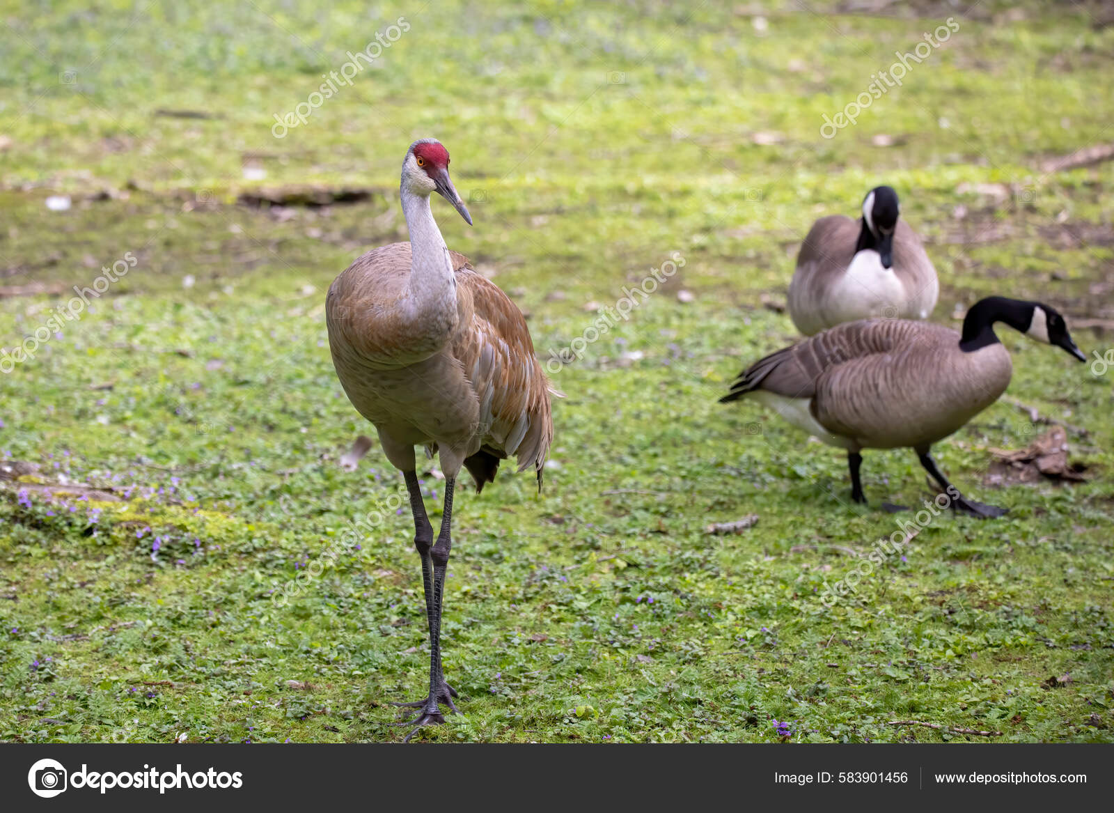 Sandhill Crane Antigone Canadensis Native American Bird Species Large ...