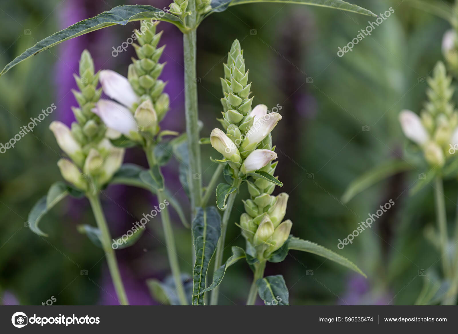 White Turtlehead Chelone Glabra Species Plant Native North America ...