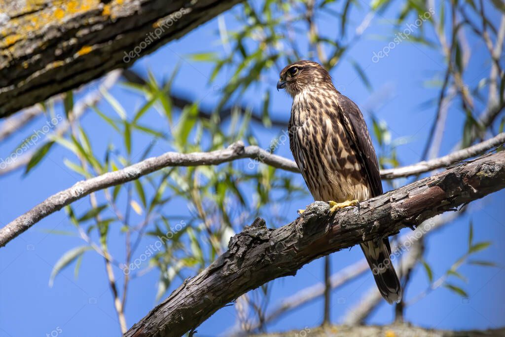 The Merlin (Falco columbarius), juvenile bird. Is a small species of ...