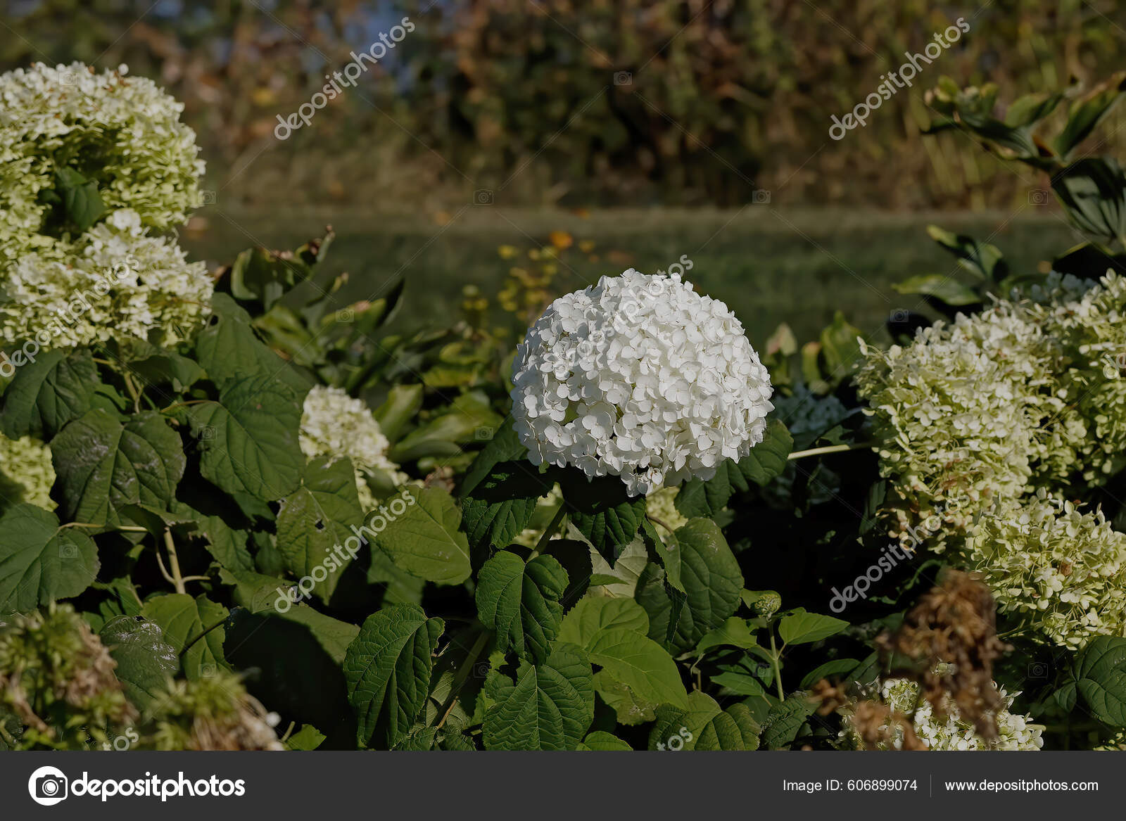 Planta Hydrangea Arborescens Comúnmente Conocida Como Hortensia Suave ...