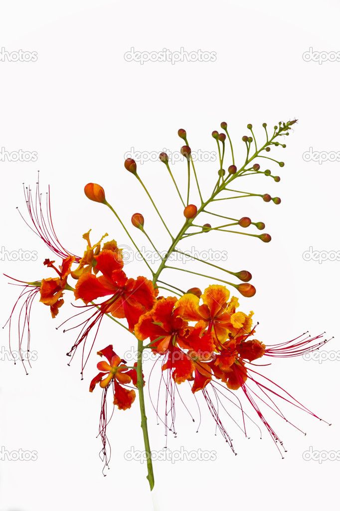 Pride of barbados flower Stock Photo by ©manusy 32042303