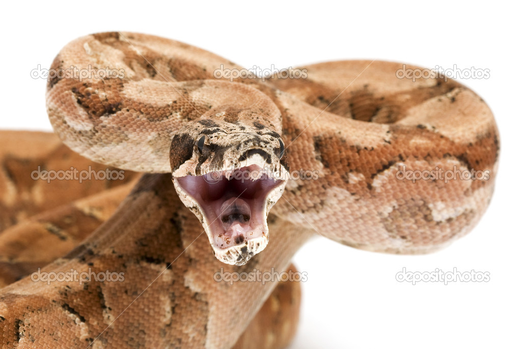 Argentine Boa (Boa constrictor occidentalis) Stock Photo by ©fivespots ...