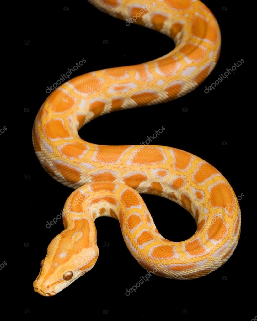 Albino Burmese Python Stock Photo by ©fivespots 19704201