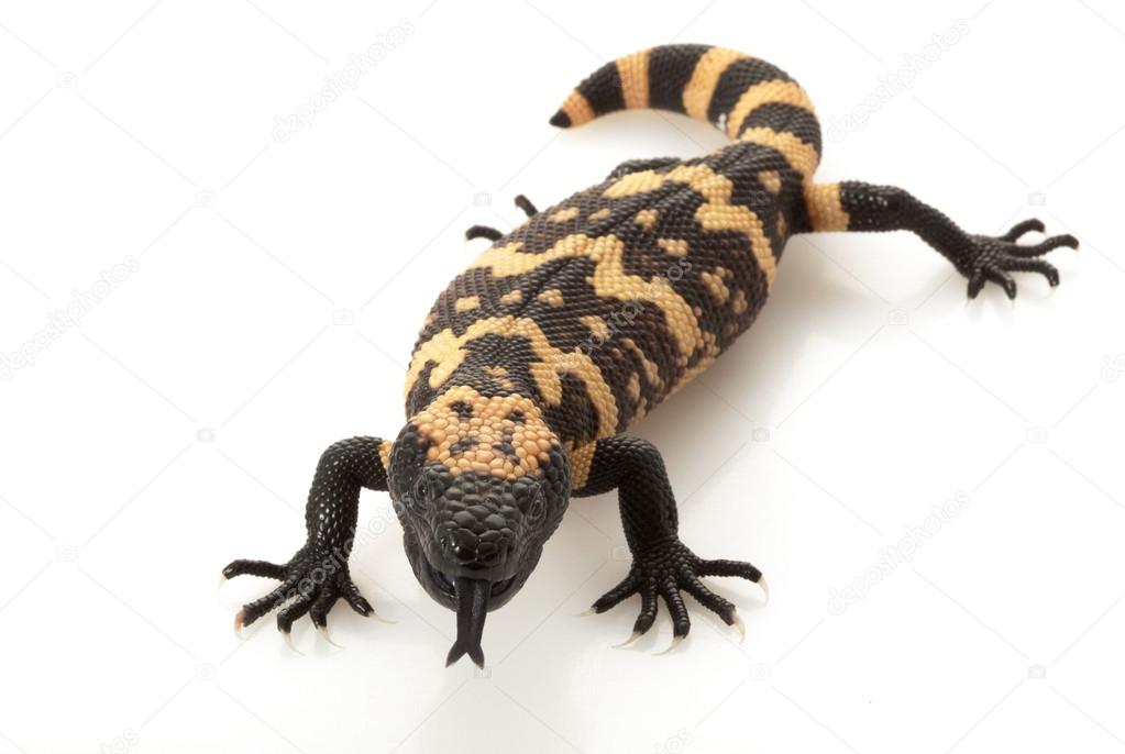 Banded Gila Monster