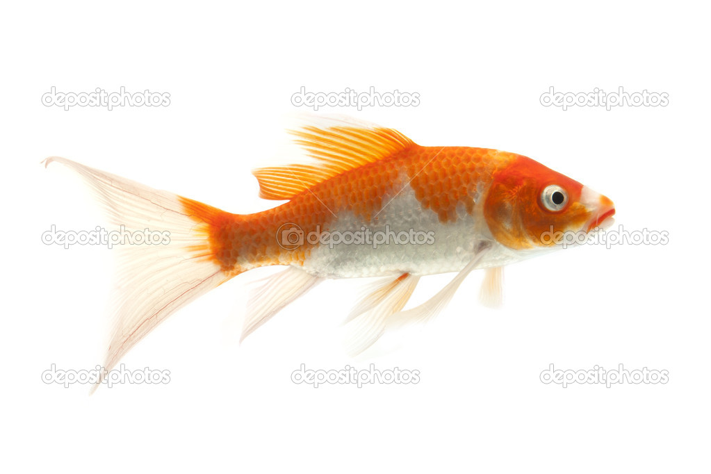 Red and White Koi Fish — Stock Photo © fivespots #19706681