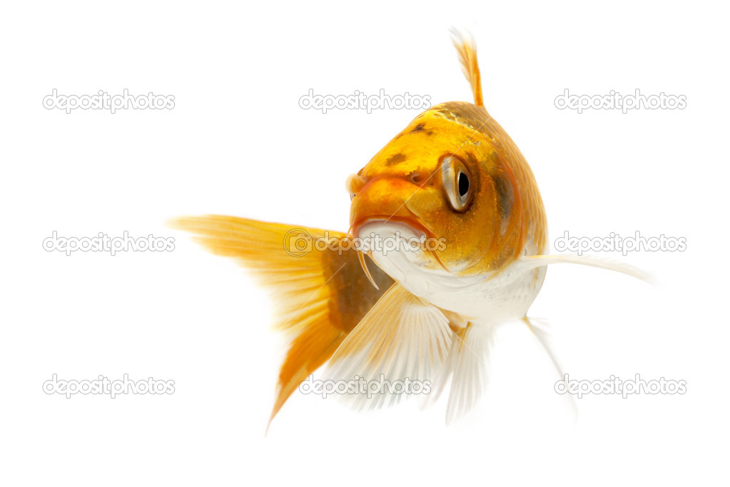 Golden Koi Fish Stock Photo by ©fivespots 19790021