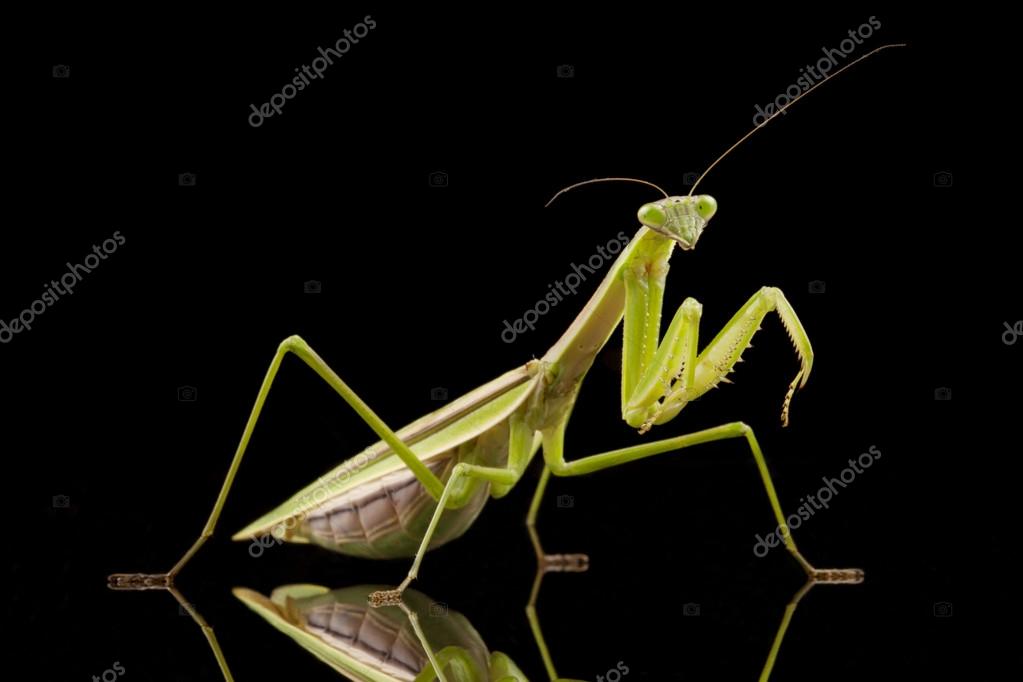 Giant Asian Praying Mantis Stock Photo by ©fivespots 19814787
