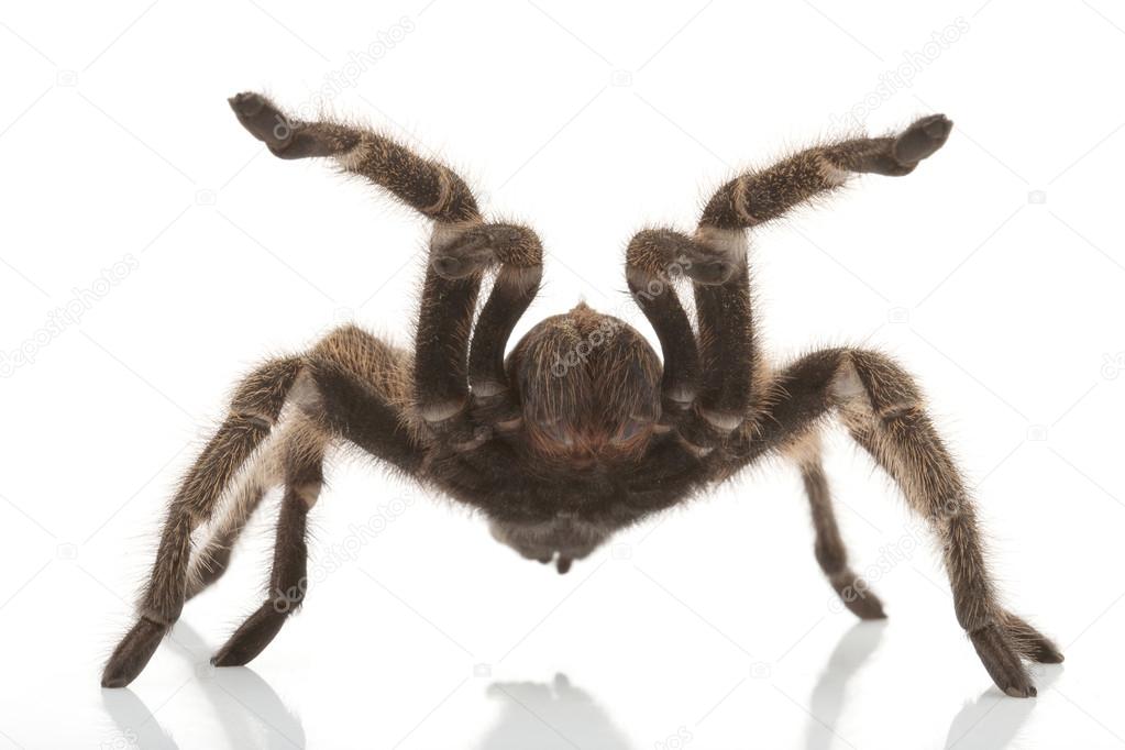 Rose Hair Tarantula Stock Photo by ©fivespots 24802687
