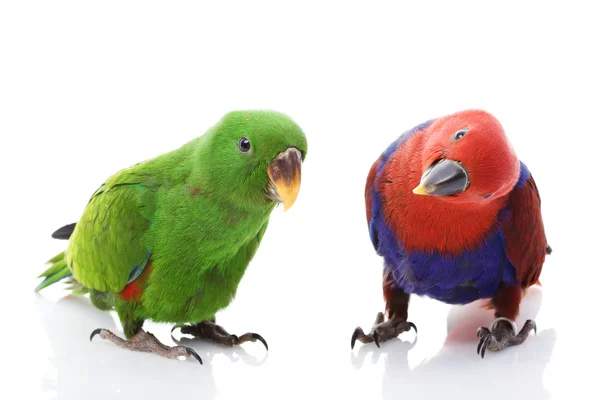 Pair Solomon Island Eclectus Parrots Eclectus Roratus Solomonensis ...