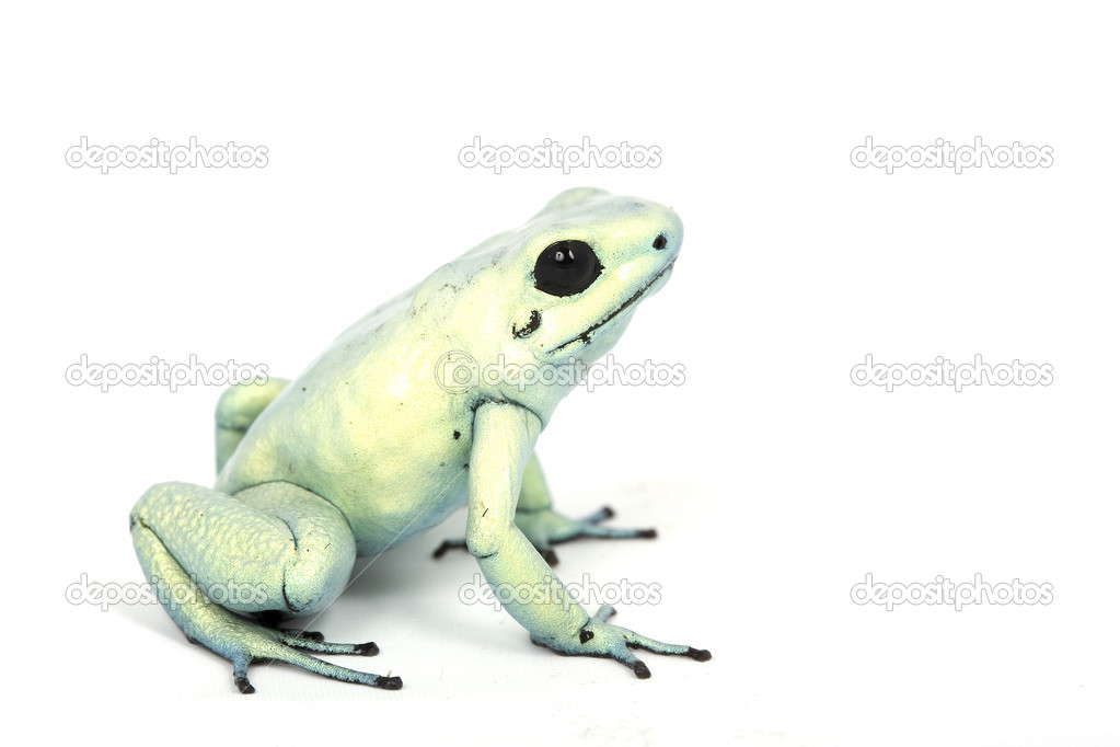 Mint Terribilis Dart frog Stock Photo by ©fivespots 25767057