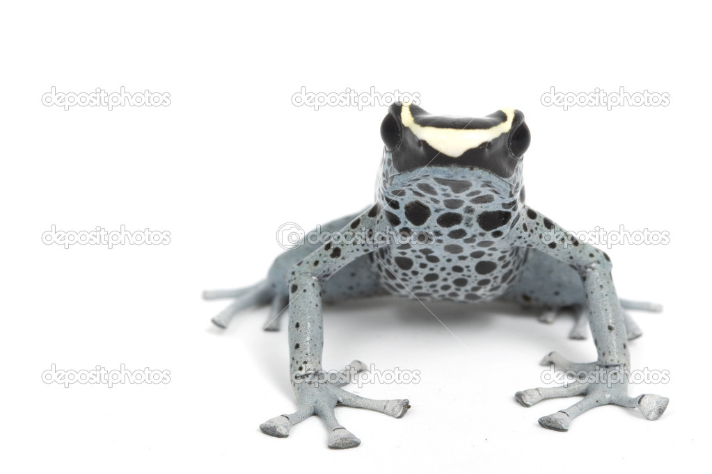 Powder Blue Dyeing Poison Dart Frog Stock Photo by ©fivespots 25767213