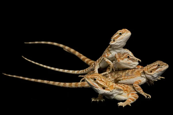 Bearded dragon family Stock Photos, Royalty Free Bearded dragon family ...