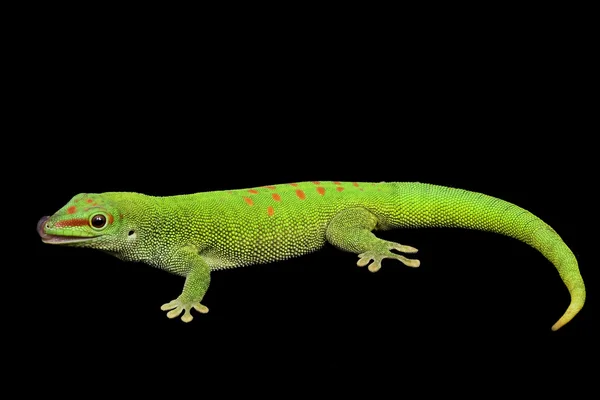 Neon day gecko Stock Photos, Royalty Free Neon day gecko Images ...