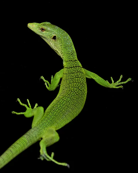 Green Tree Monitor Lizard Stock Photo by ©fivespots 25798807