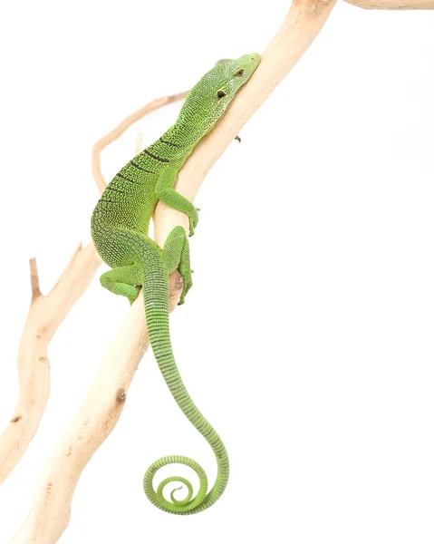 Green Tree Monitor Lizard Stock Photo by ©fivespots 25798721