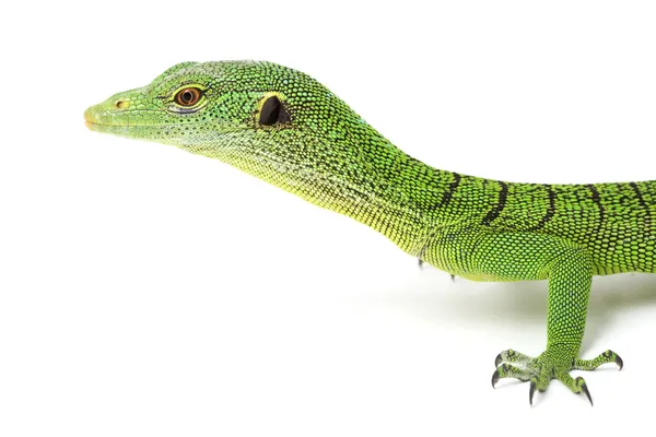 Green Tree Monitor Lizard Stock Photo by ©fivespots 25798807