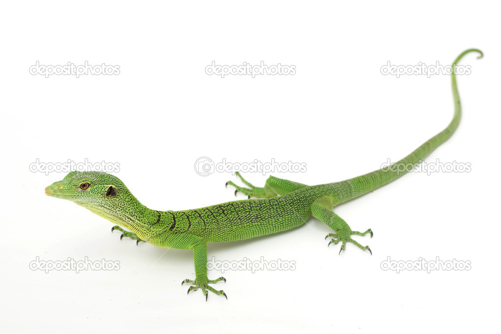 Green Tree Monitor Lizard Stock Photo by ©fivespots 25798807