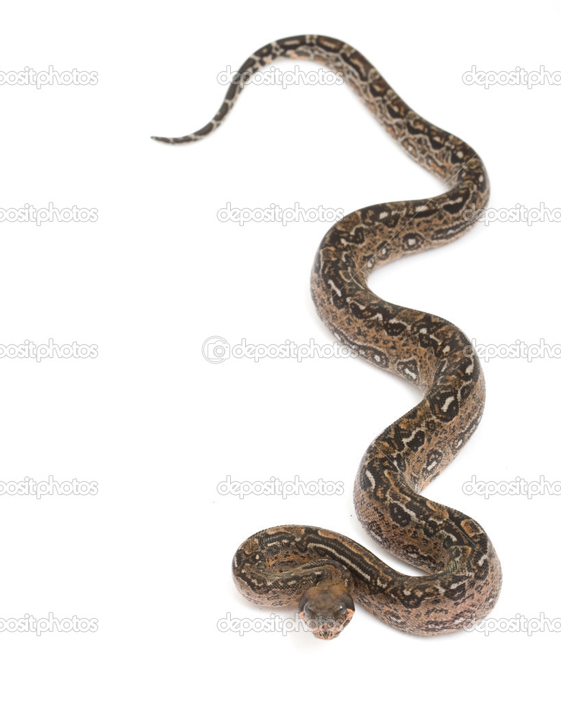 Leopard Argentine Boa — Stock Photo © fivespots #25801741