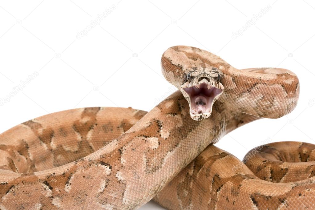 Hypo Argentine Boa (Boa constrictor occidentalis) — Stock Photo ...