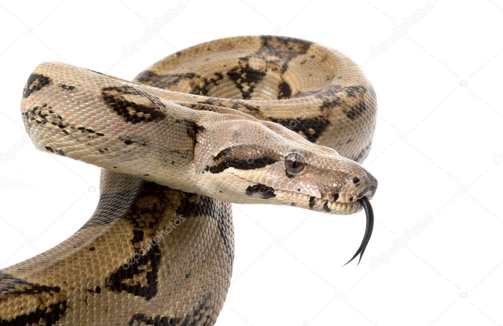 Columbian Red-tailed Boa Stock Photo by ©fivespots 25804507