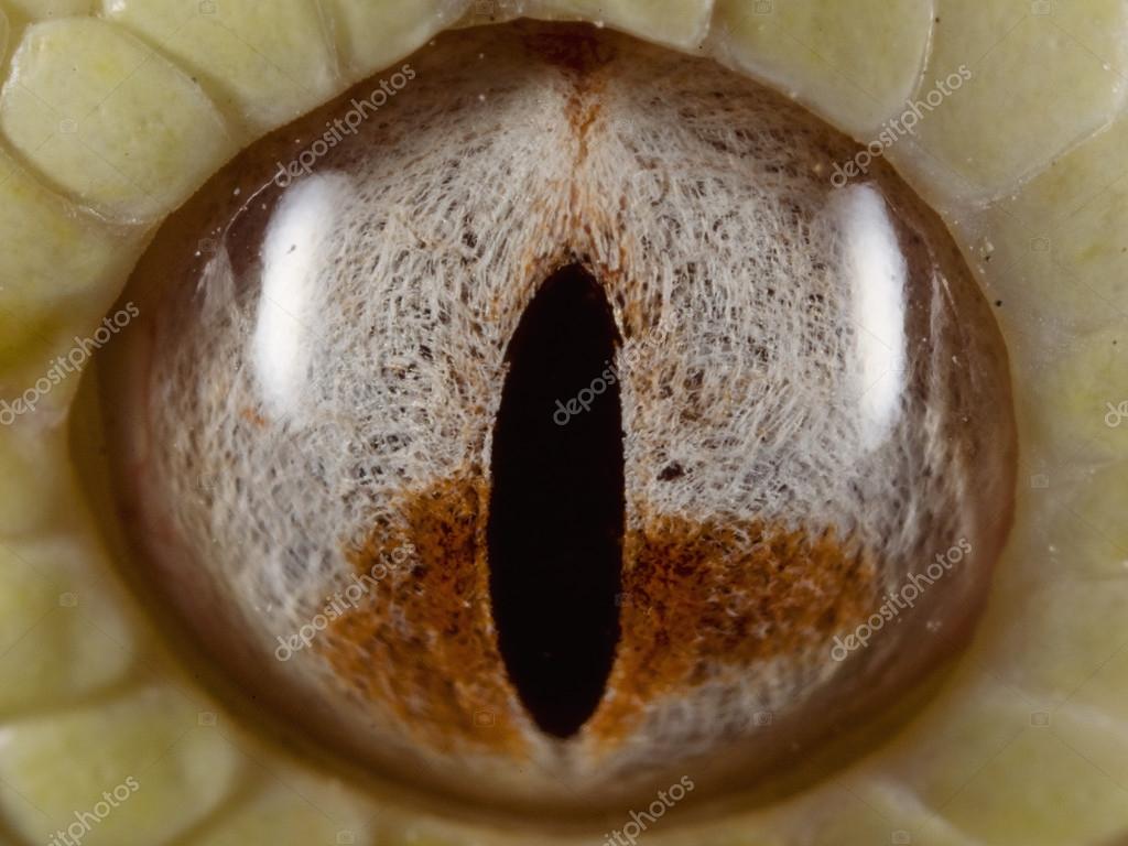 oeil de serpent — Photographie fivespots © #25805775