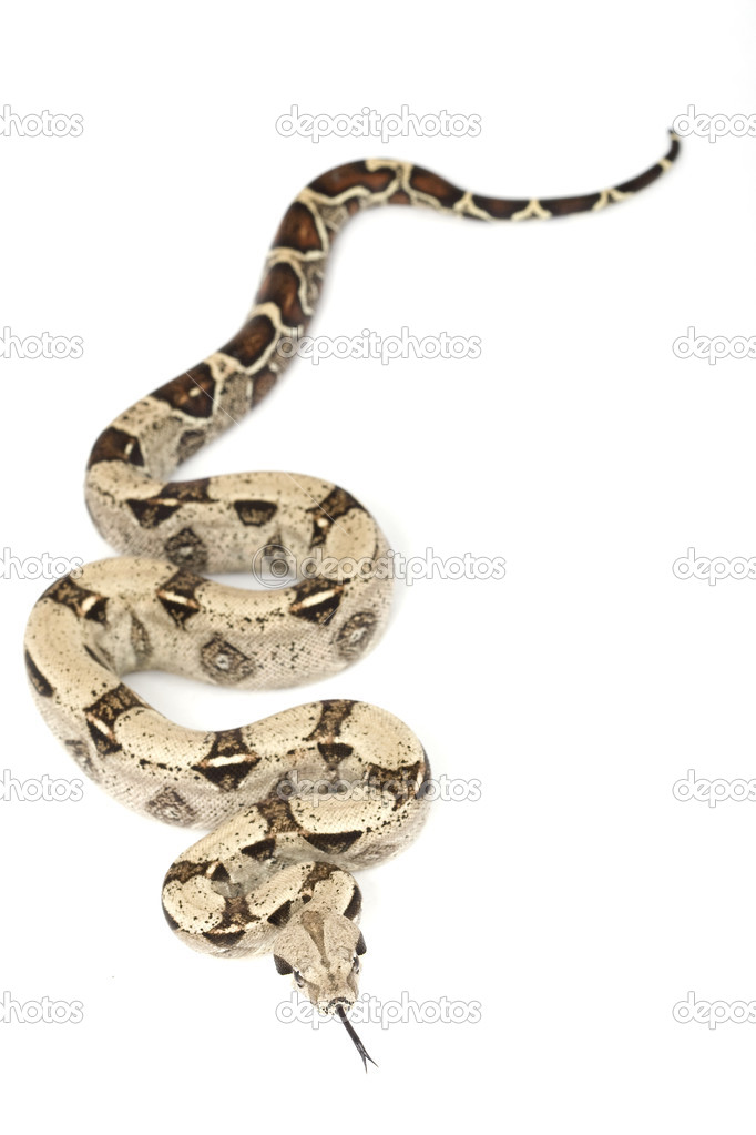 Red-tailed Boa (B. c. constrictor) — Stock Photo © fivespots #25806603