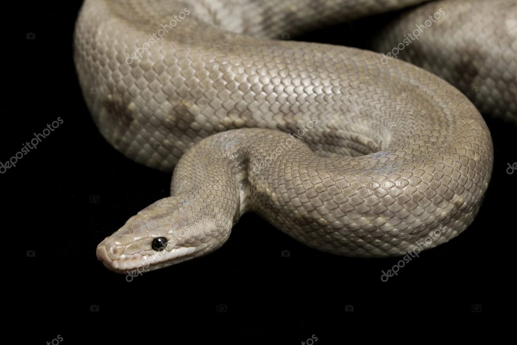 Ghost Columbian Rainbow Boa (Epicrates cenchria maurus) Stock Photo by ...