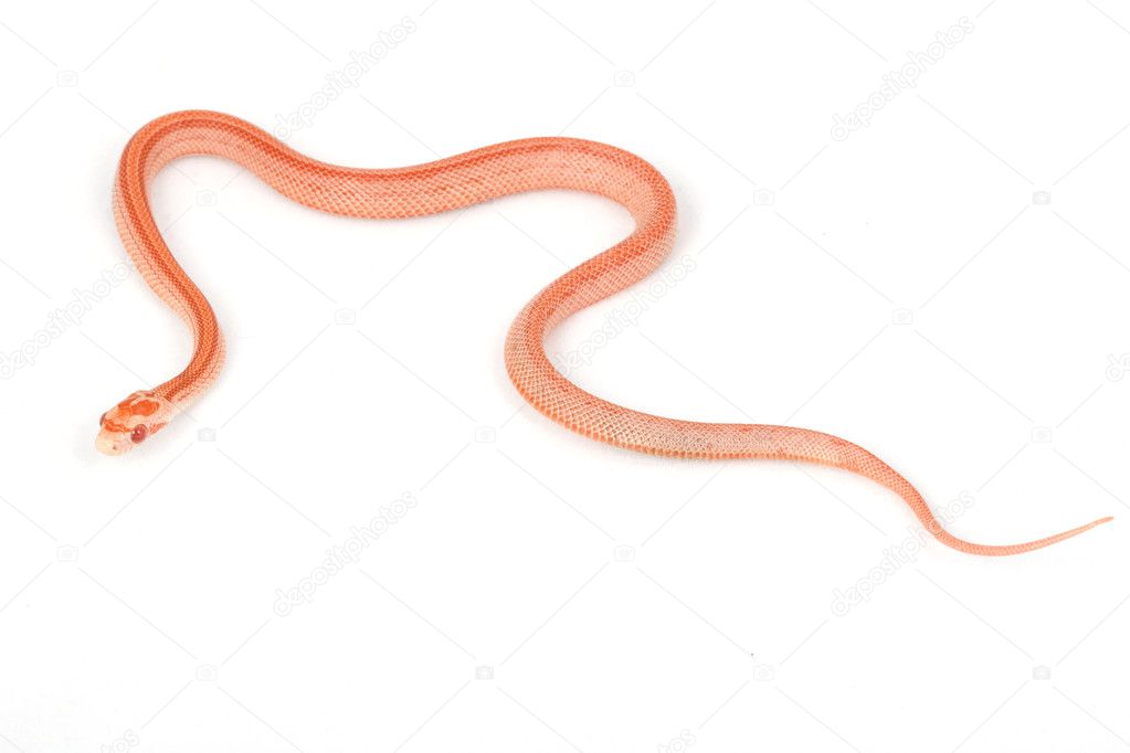 Albino Corn Snake Stock Photo by ©fivespots 25809337