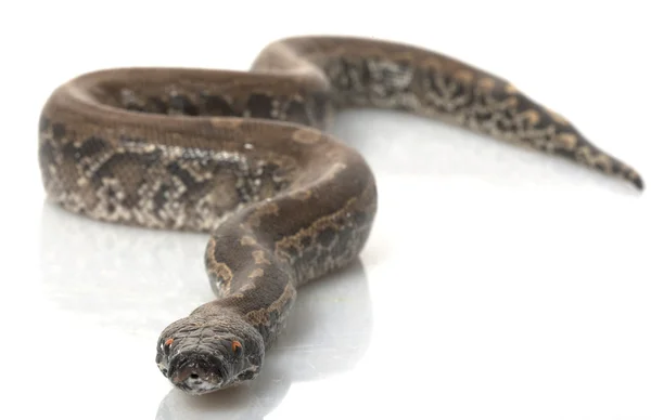 Titanoboa Stock Photos, Royalty Free Titanoboa Images | Depositphotos