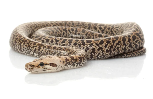 Pitón labial blanco Stock Photos, Royalty Free Pitón labial blanco ...