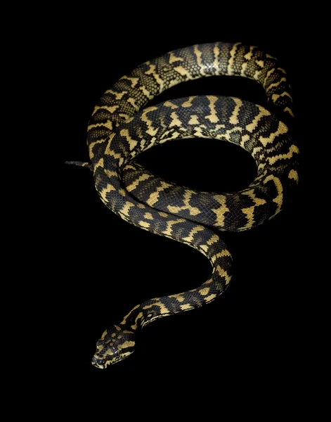 Carpet python and green tree python hybrid — Stock Photo © fivespots ...