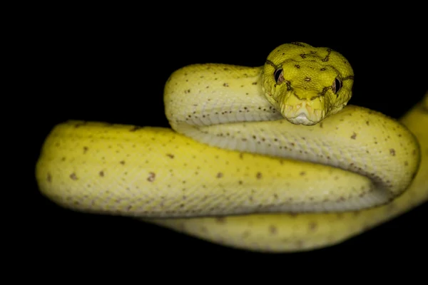 Black albino Stock Photos, Royalty Free Black albino Images | Depositphotos