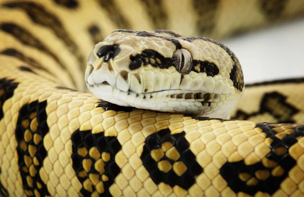 Carpet python Stock Photos, Royalty Free Carpet python Images ...