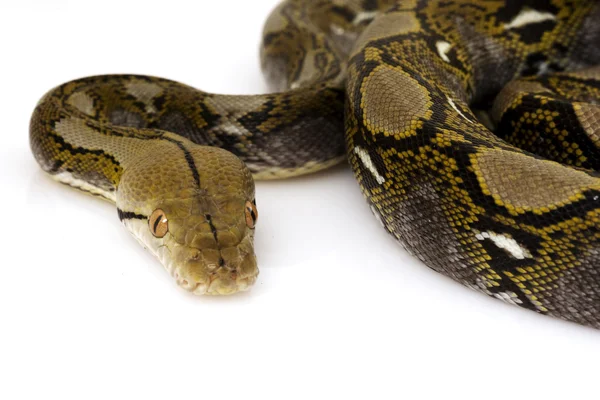 Reticulated python Stock Photos, Royalty Free Reticulated python Images ...