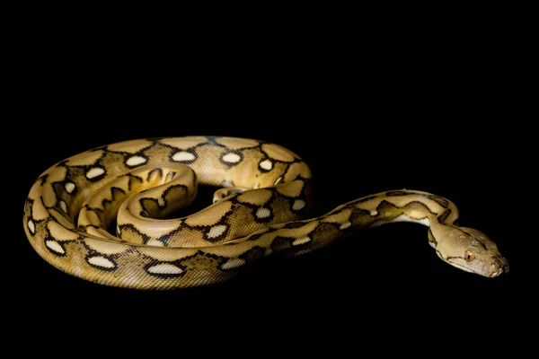 Reticulated python Stock Photos, Royalty Free Reticulated python Images ...