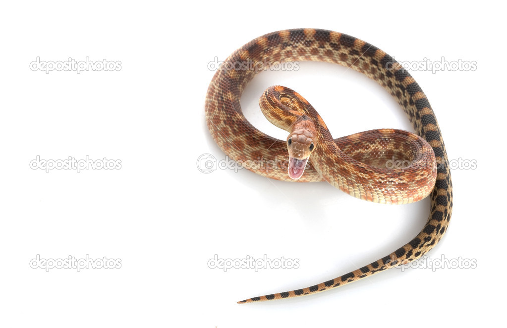 Cape Gopher Snake Stock Photo by ©fivespots 25810045